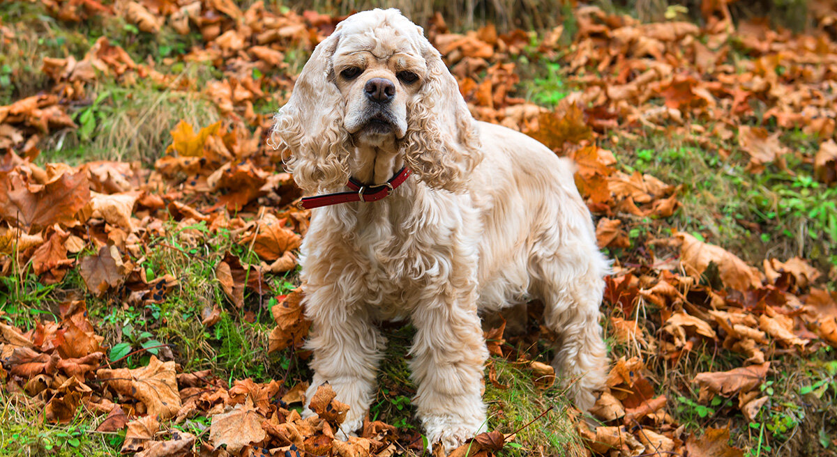 Cocker spaniel amerykański — wszystkie informacje i opis rasy - Zoocial.pl